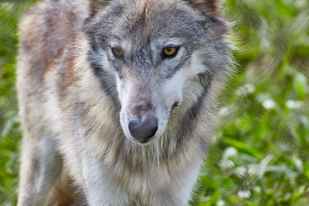 NJ Productions - Wolf Park